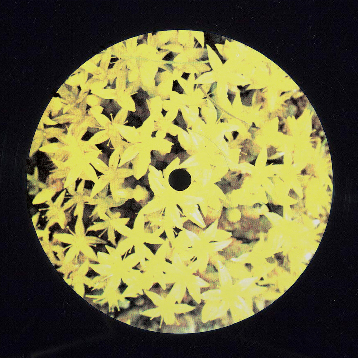 Sleep D - Mountain Ash | Newtone Records Digital